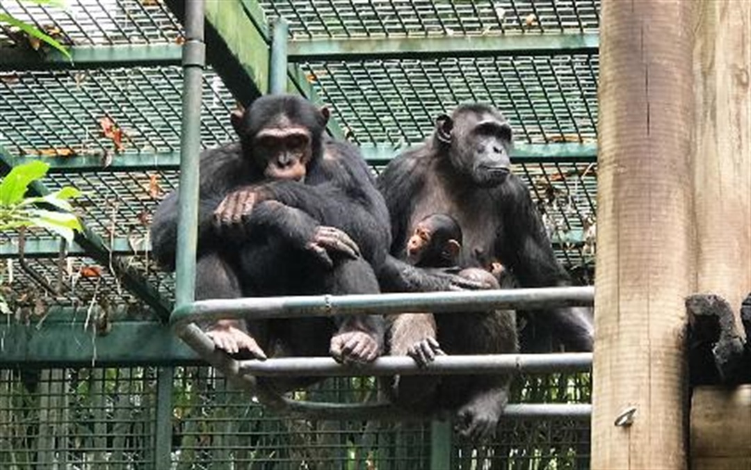 Chimpanzee Enclosure Upgraded Rockhampton Regional Council