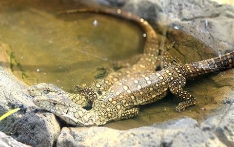 Rocky Zoo beats the heat with cool treats Rockhampton Regional Council
