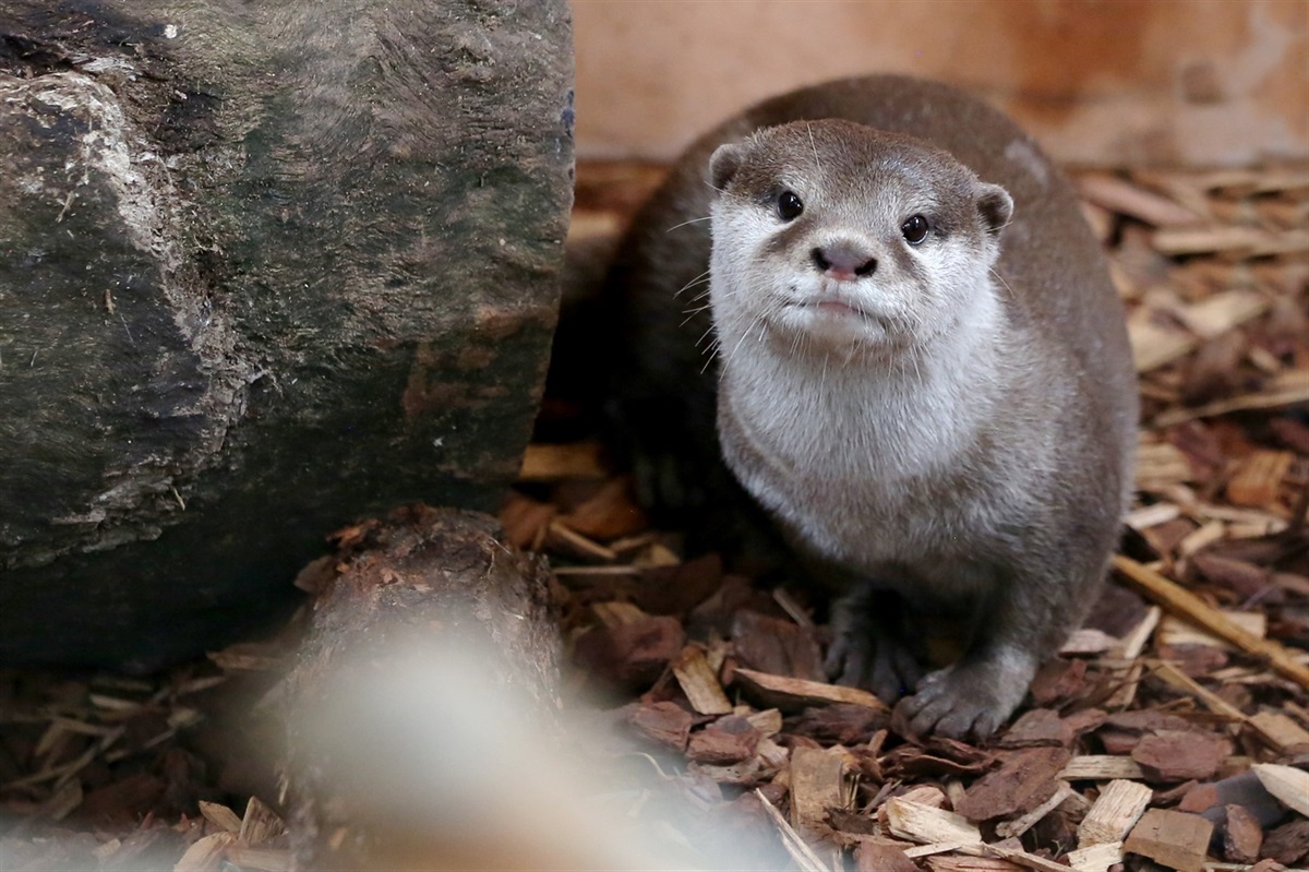 Otter-ly adorable new Zoo animals Rockhampton Regional Council