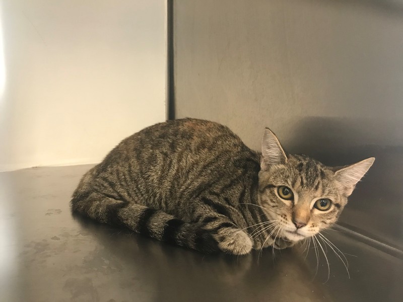 Impounded Animals Rockhampton Regional Council