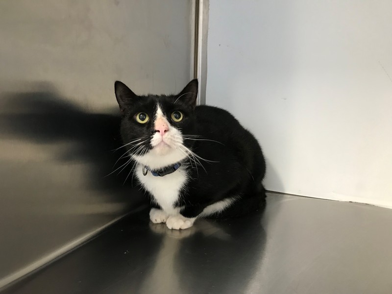 Impounded Animals Rockhampton Regional Council