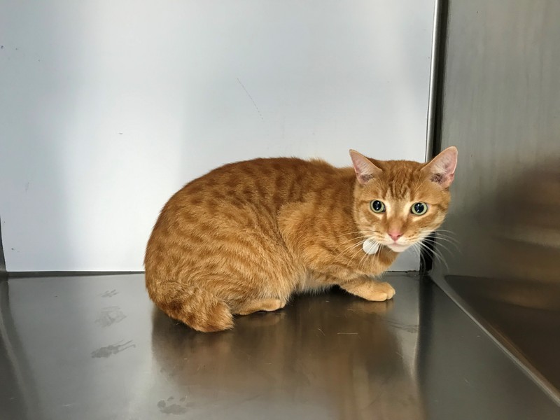 Impounded Animals Rockhampton Regional Council