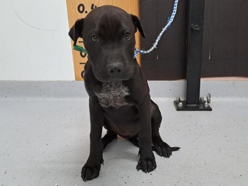 Impounded Animals Rockhampton Regional Council