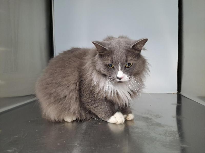 Impounded Animals Rockhampton Regional Council