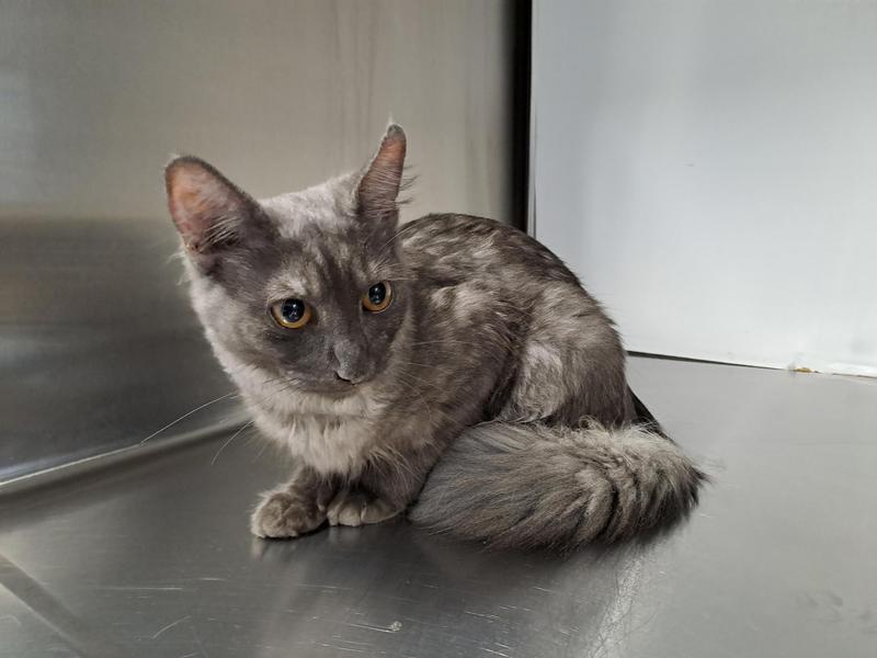 Impounded Animals Rockhampton Regional Council