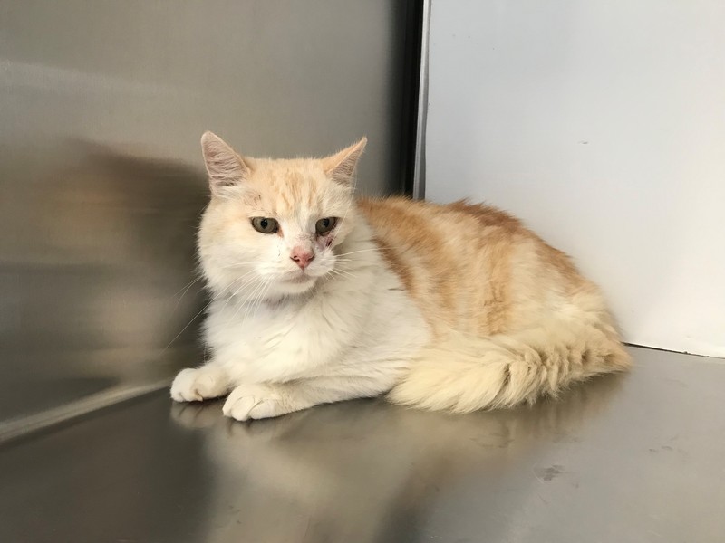 Impounded Animals Rockhampton Regional Council