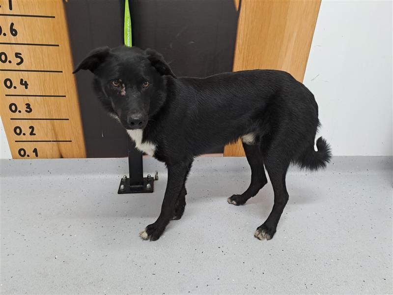 Impounded Animals Rockhampton Regional Council