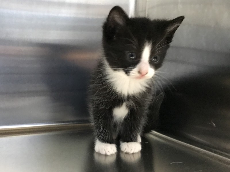 Impounded Animals Rockhampton Regional Council