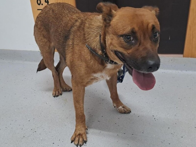 Impounded Animals Rockhampton Regional Council