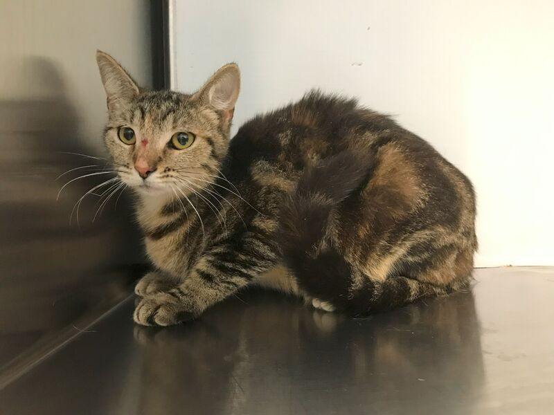 Impounded Animals Rockhampton Regional Council