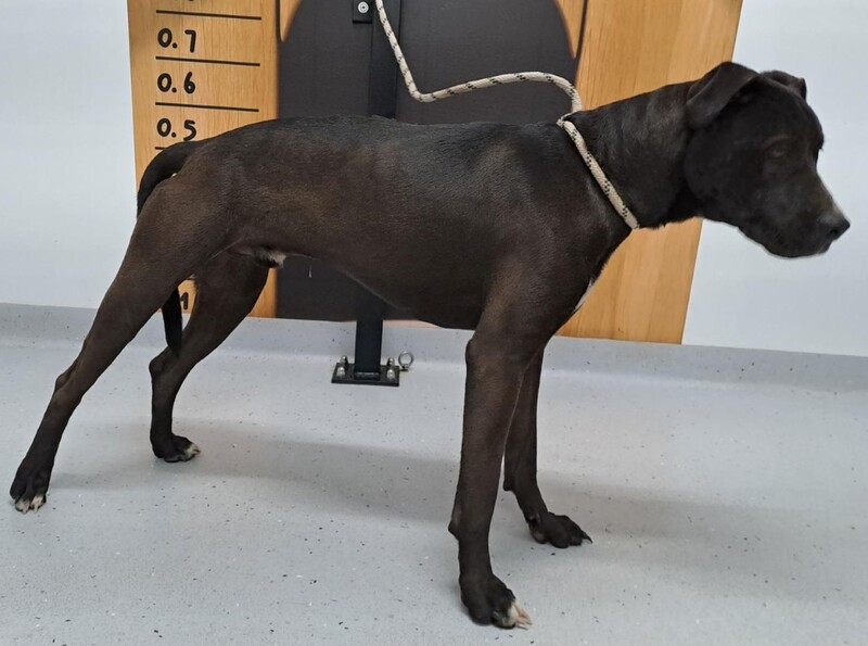 Impounded Animals Rockhampton Regional Council