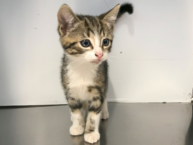 Impounded Animals Rockhampton Regional Council