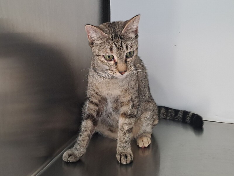 Impounded Animals Rockhampton Regional Council