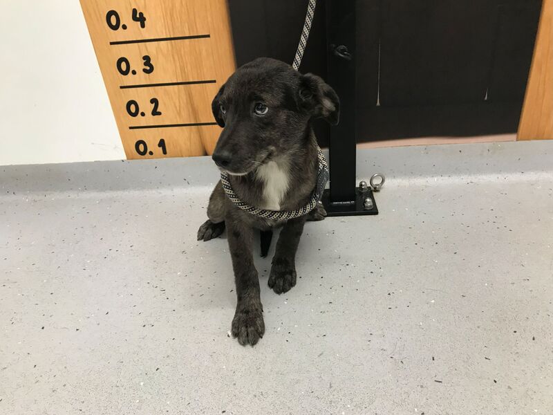 Impounded Animals Rockhampton Regional Council