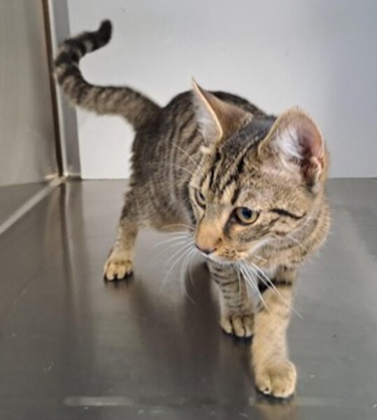 Impounded Animals Rockhampton Regional Council