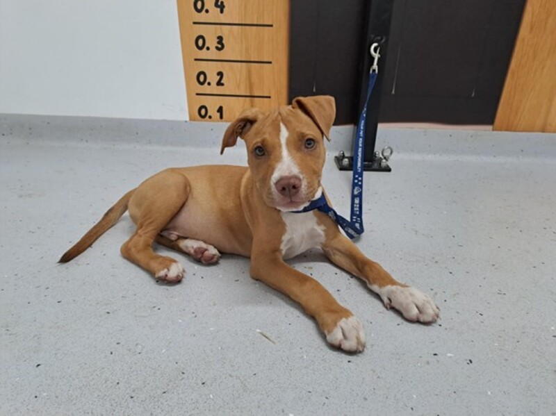 Impounded Animals Rockhampton Regional Council