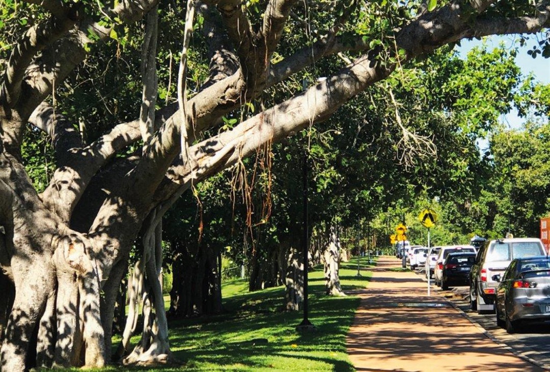 Significant tree register Rockhampton Regional Council