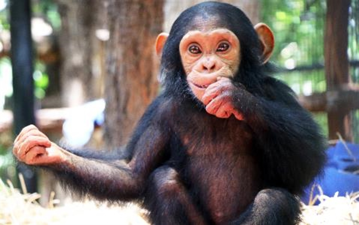Celebrate World Chimp Day with a virtual talk! Rockhampton Regional Council