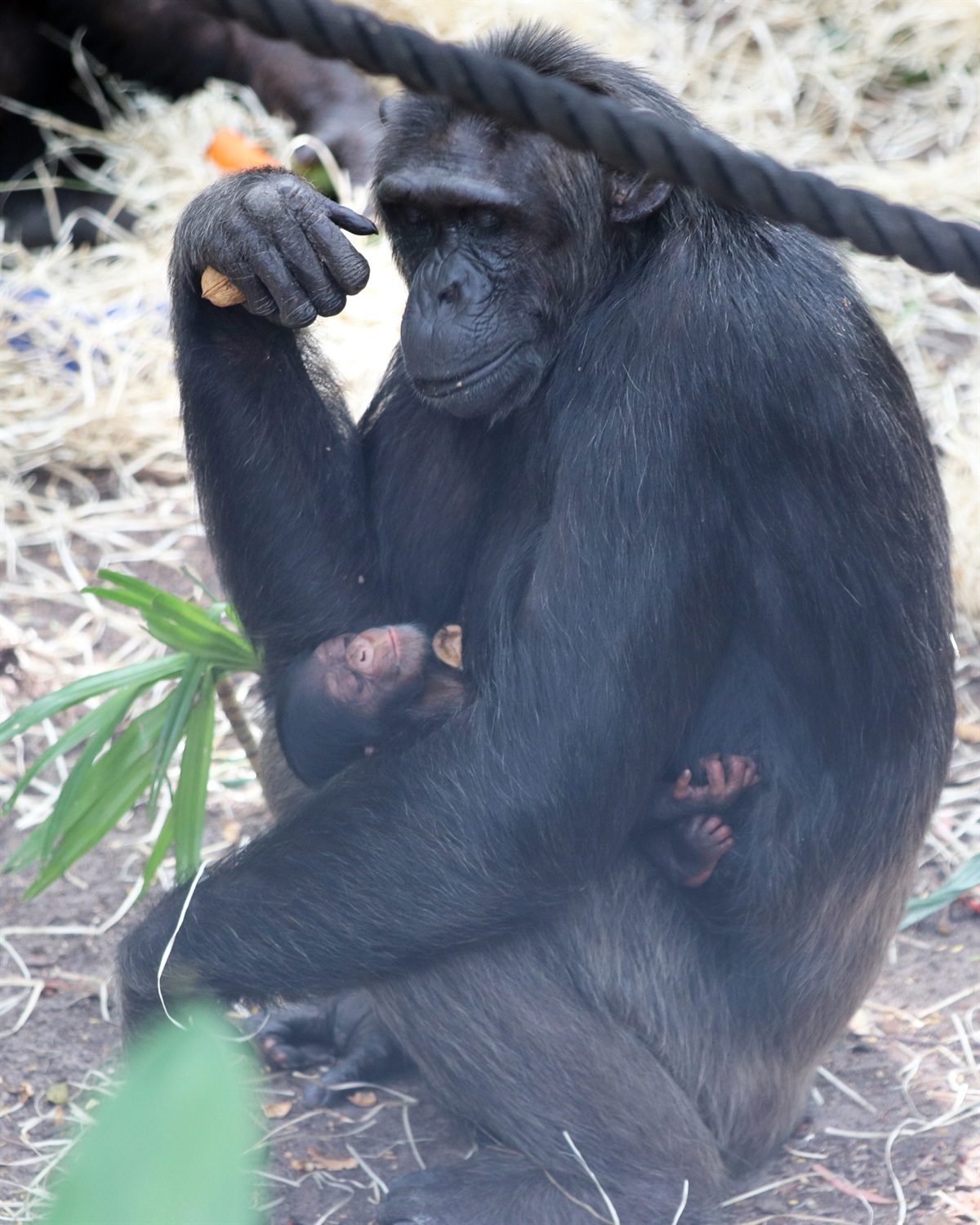 Rockhampton Zoo's baby chimp named in a public vote Rockhampton ...