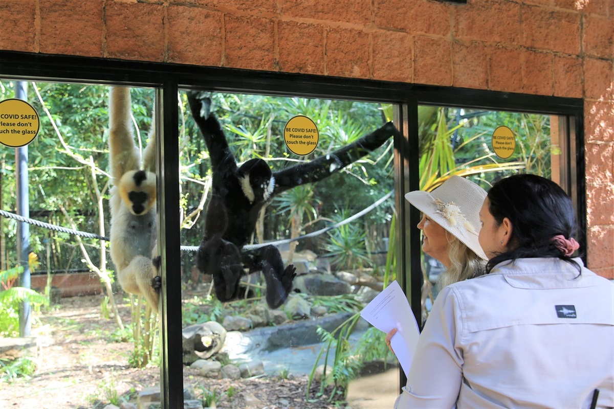 Mother and son gibbons reunite at Rockhampton Zoo Rockhampton Regional ...